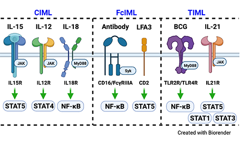 Research Interests | School of Medicine and Health Sciences